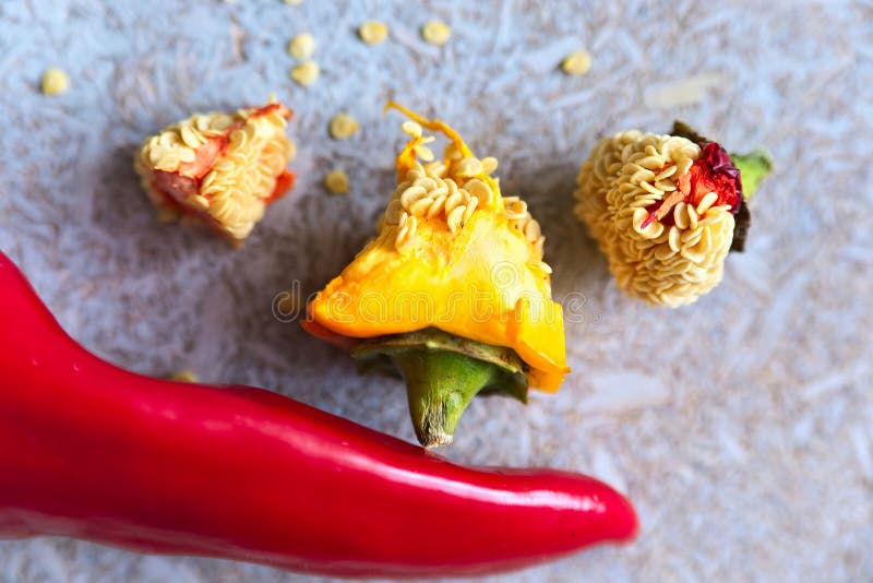 Yellow and Red Pepper Seeds. Stock Photo - Image of colors, seed: 246320410