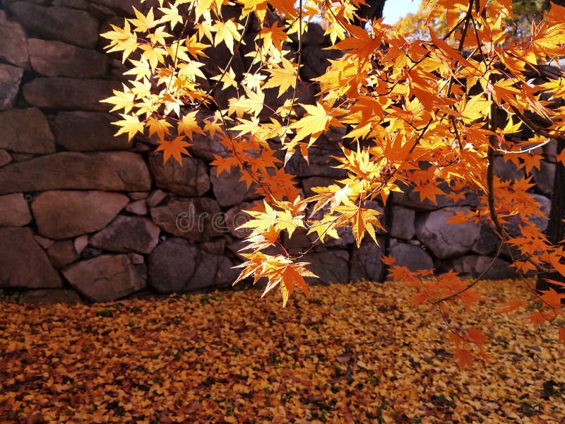 Maple leaf stock image. Image of pretty, yellow, maple - 137393405