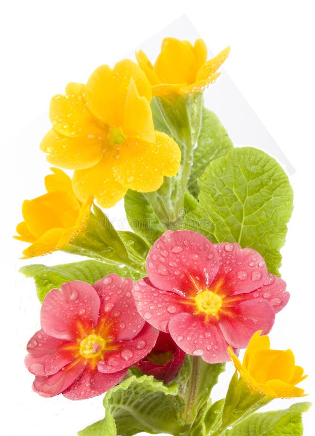 Yellow and red primrose stock image. Image of hand, primula - 13887969