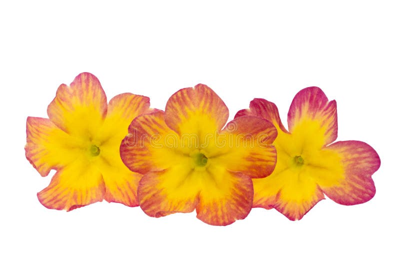 Yellow Red Primrose Isolated Stock Photo - Image of easter, pink: 313504182
