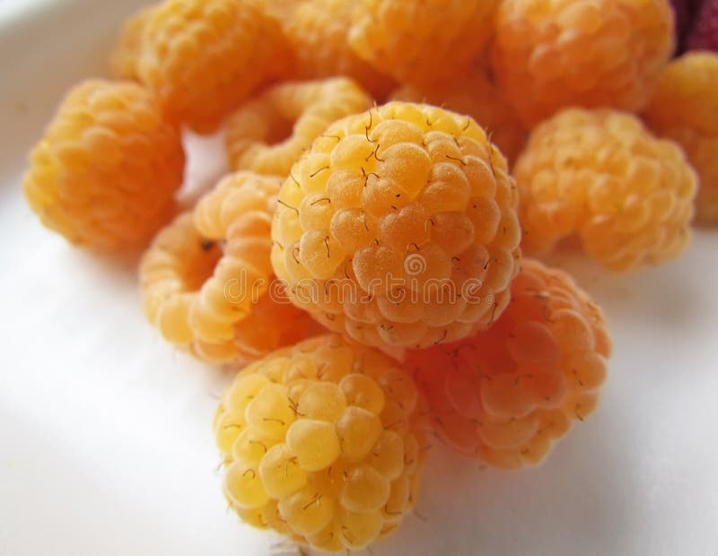 Yellow and red raspberry stock photo. Image of delicious - 76206708