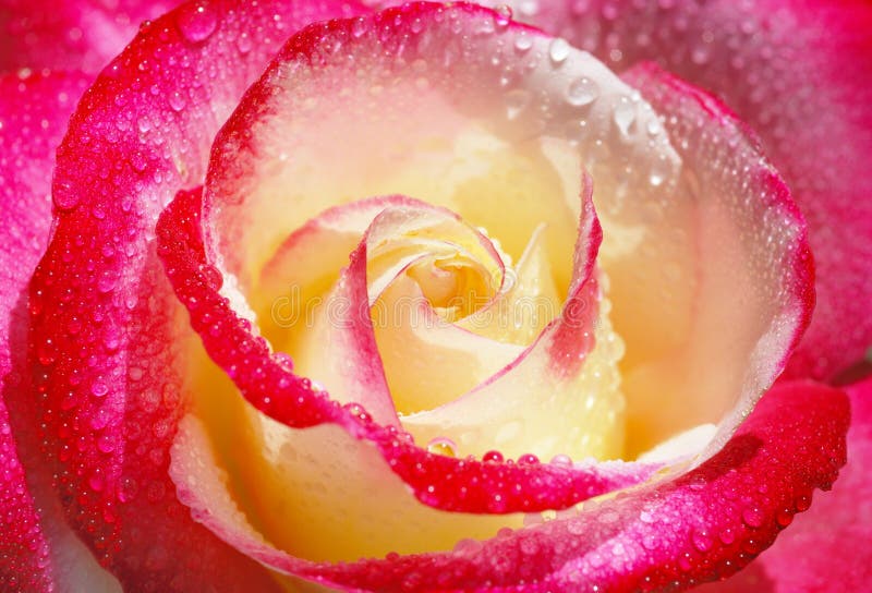 Deep Red Rose Flower with Dew Drops Stock Image - Image of freshness ...
