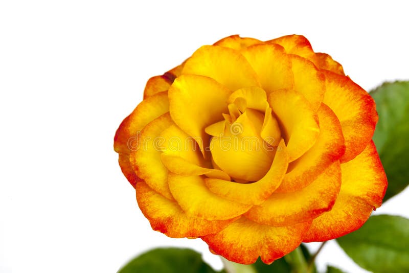 Yellow and Red Rose Isolated Stock Image - Image of tinged, bloom: 30533941