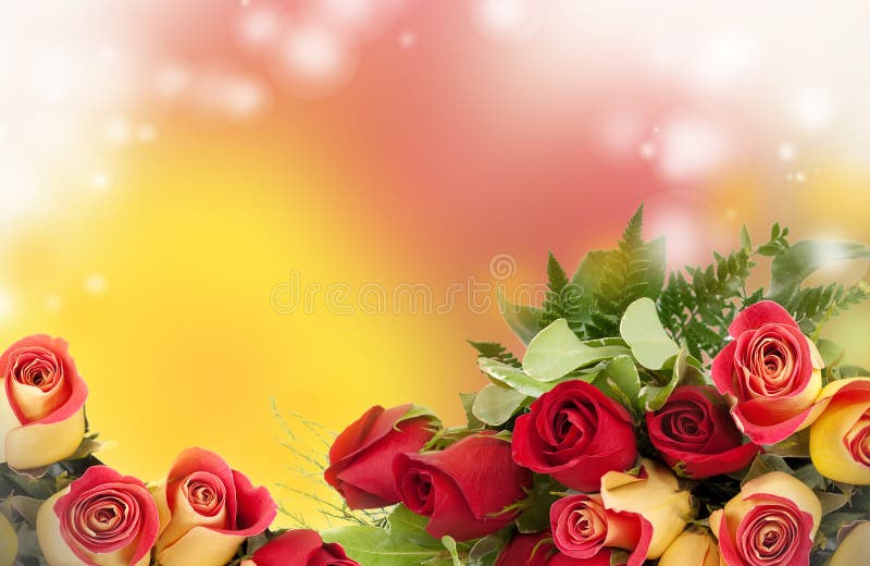 Yellow and red roses stock image. Image of love, holiday - 24693015