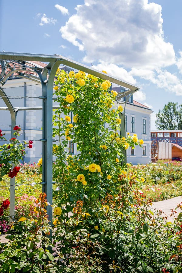 Yellow and Red Roses Trudging Along Base of Arbor in Garden Stock Photo ...