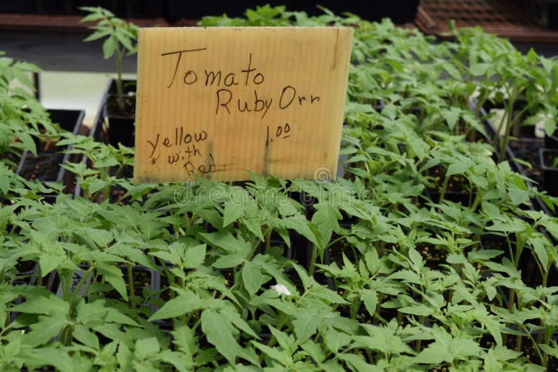 Yellow with Red Ruby Orr Tomato Seedlings Stock Image - Image of tomato ...