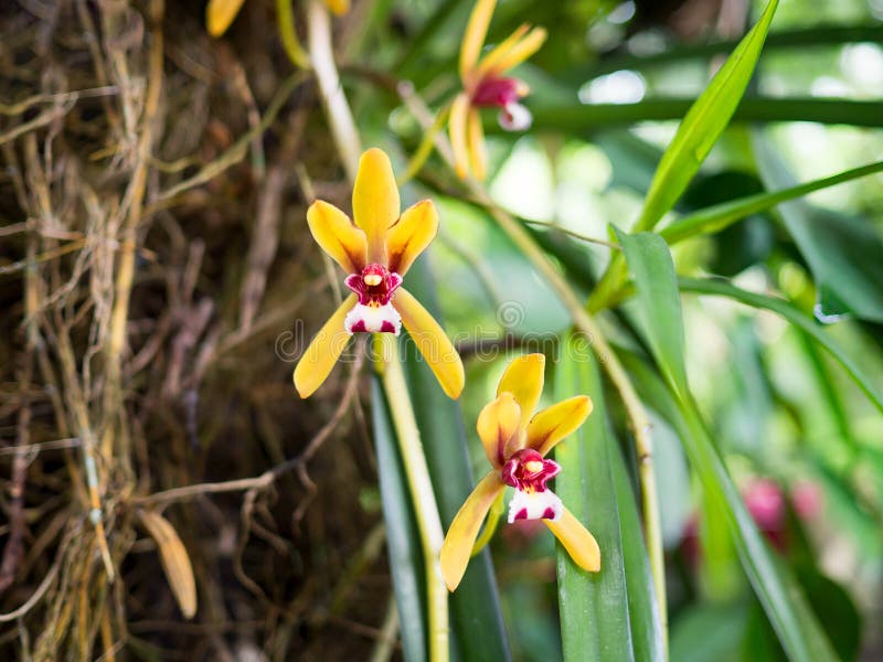 Yellow and Red Small Orchids in Nature Stock Photo - Image of orchid ...
