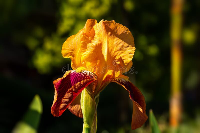 Yellow and Red Striped Iris Close-up on a Blurry Background Stock Image ...