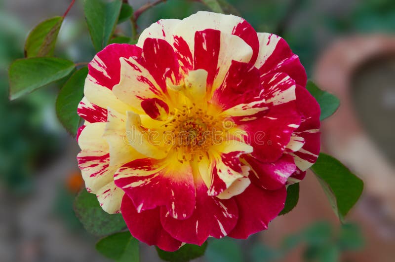 Yellow and Red Tiger Rose Flower Stock Photo - Image of shot, petals ...