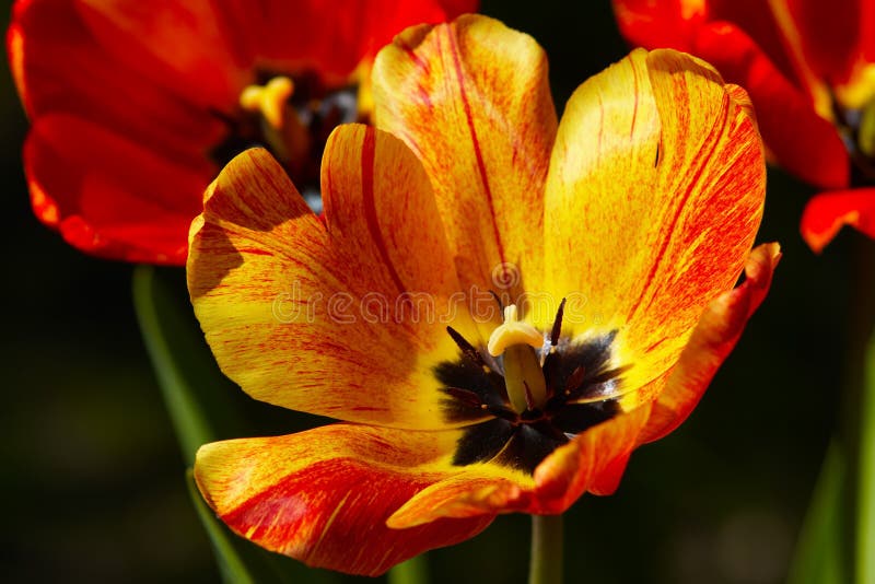 Yellow-red tulip stock photo. Image of tulip, variety - 24845676
