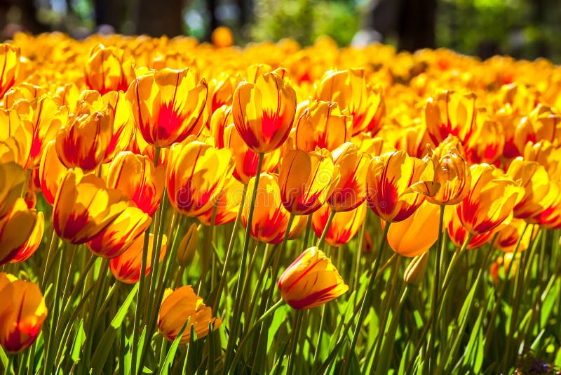 Yellow red tulips stock photo. Image of celebration, design - 37705232