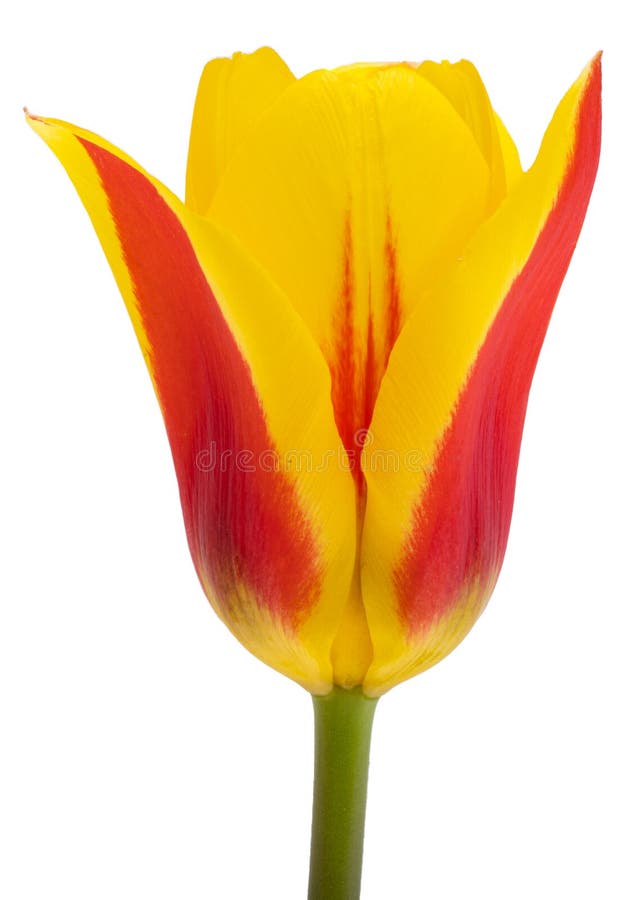 Yellow-red tulip isolated stock photo. Image of celebration - 273124036