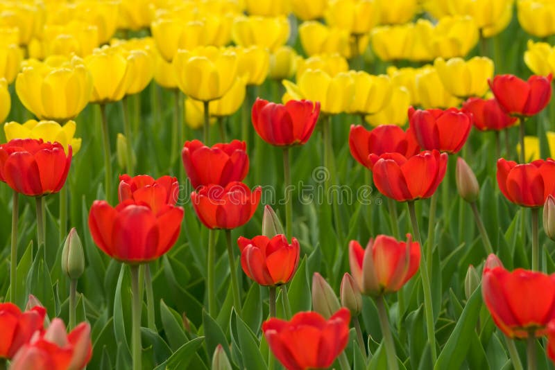 Yellow and red tulips stock image. Image of color, leaf - 11881781