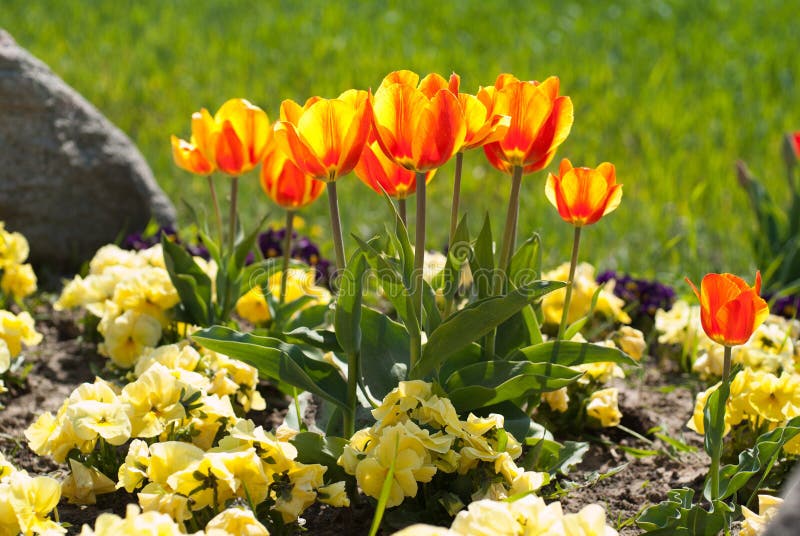 Yellow red tulips stock image. Image of field, fresh - 16490973