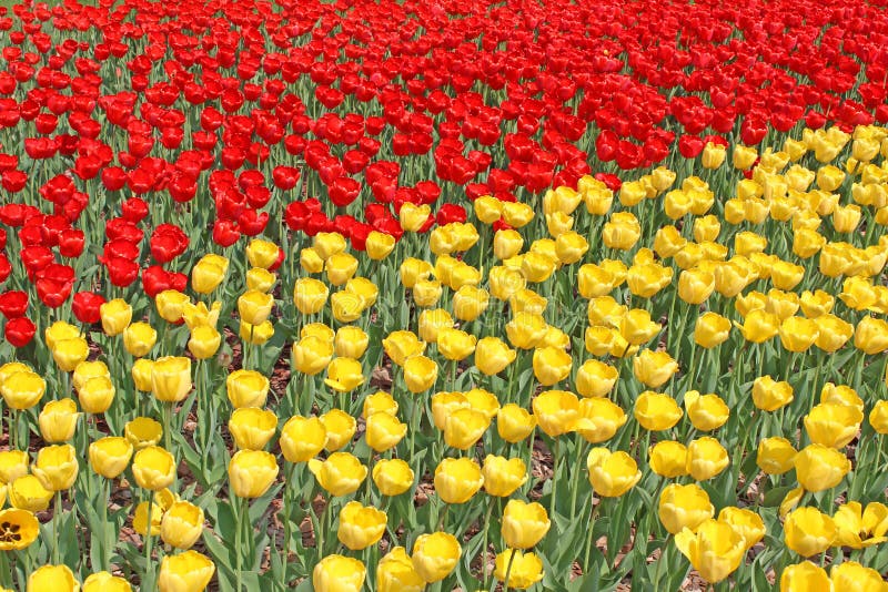 Yellow and red tulips stock photo. Image of garden, stem - 27457474