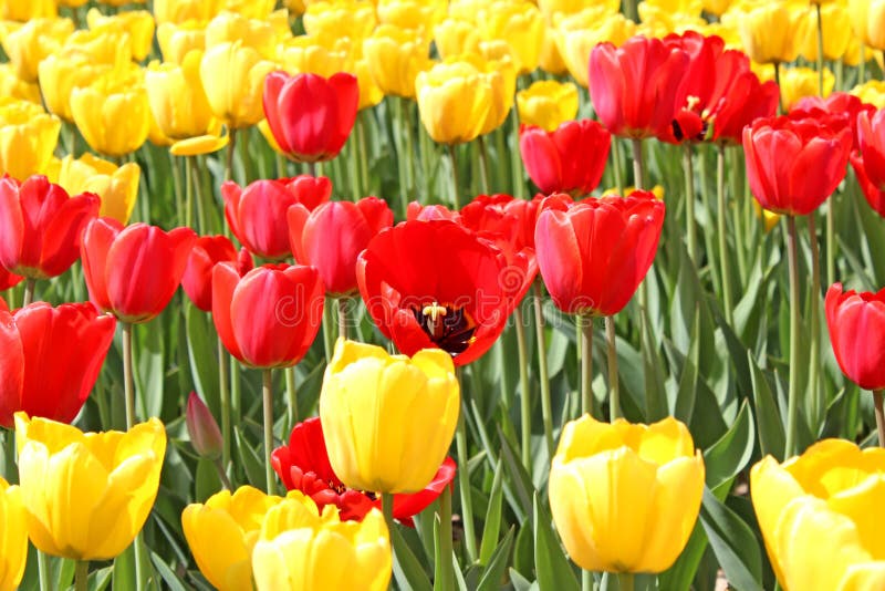 Yellow and red tulips stock photo. Image of flowerbed - 28114506
