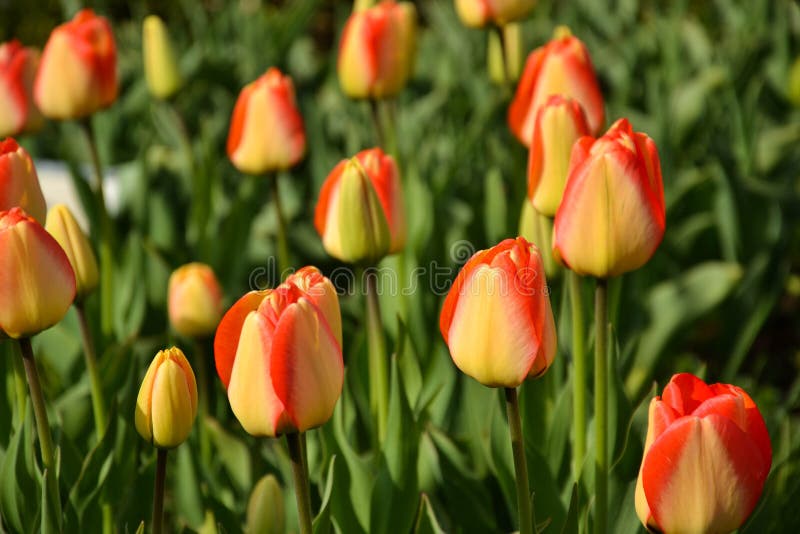 Yellow and red tulips stock photo. Image of macro, beauty - 53663004