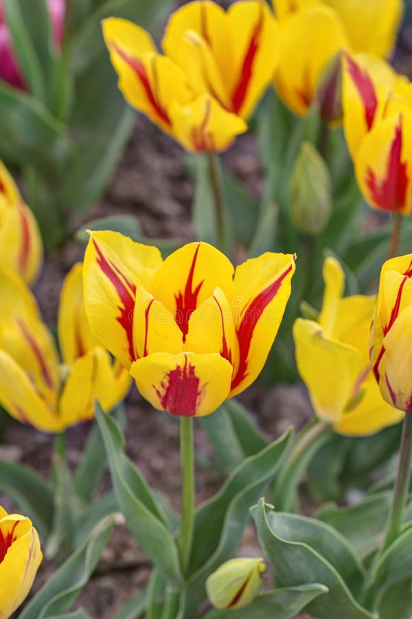 Yellow-red tulips stock image. Image of flowers, floral - 66360497