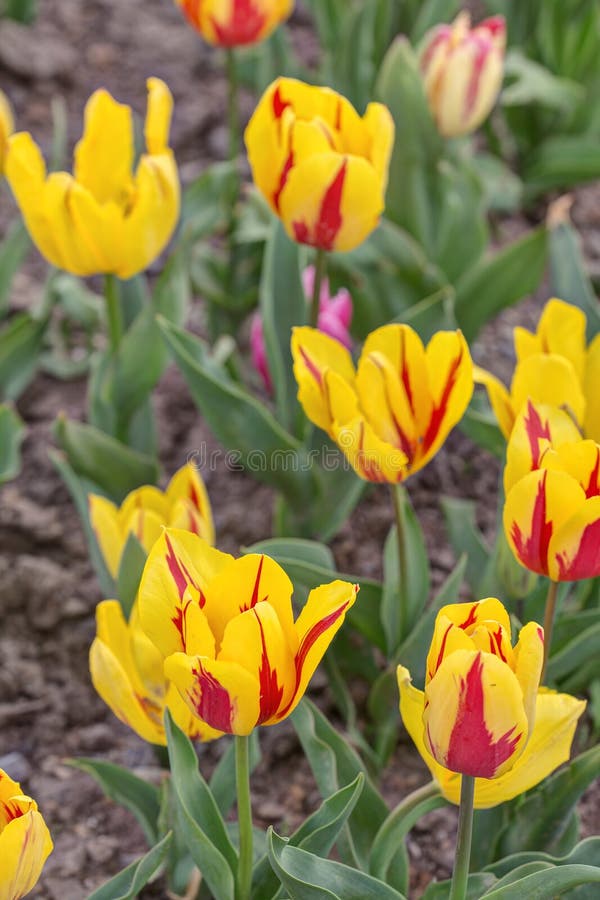 Yellow-red Tulips in Spring Stock Image - Image of plant, growth: 67275577