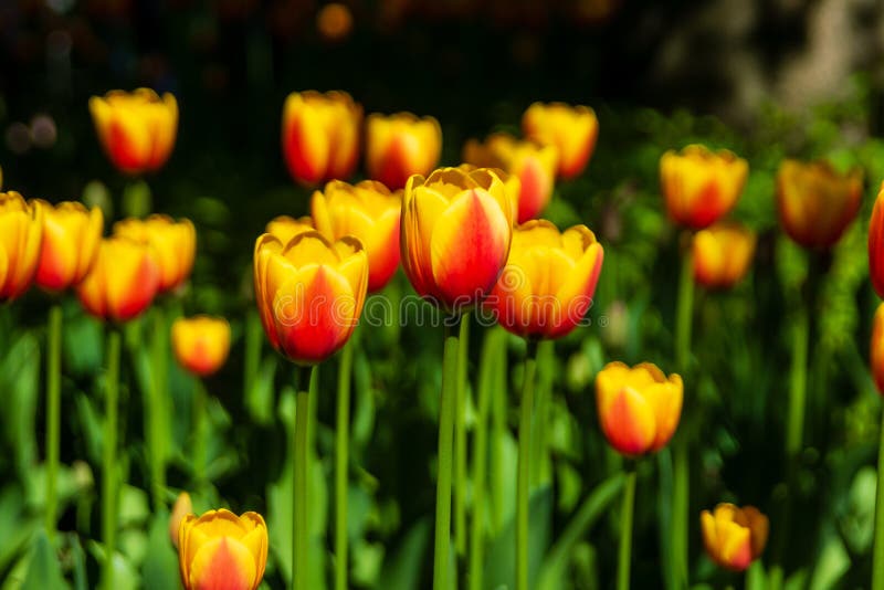 Yellow-red Tulips Under the Light of the Sun Stock Photo - Image of ...