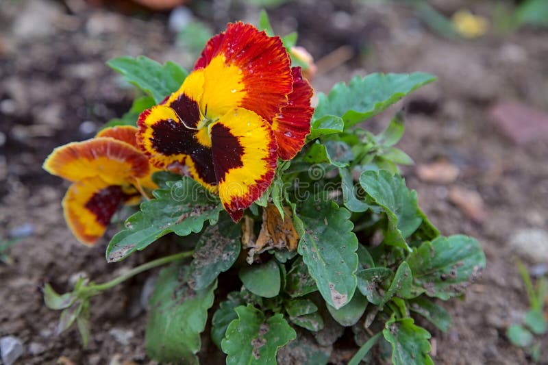 A Yellow and Red Violet in Bloom on the Ground Stock Image - Image of ...