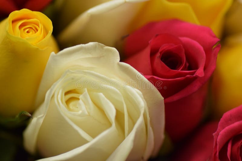 Yellow and red flowers stock photo. Image of plant, leaf - 92480270