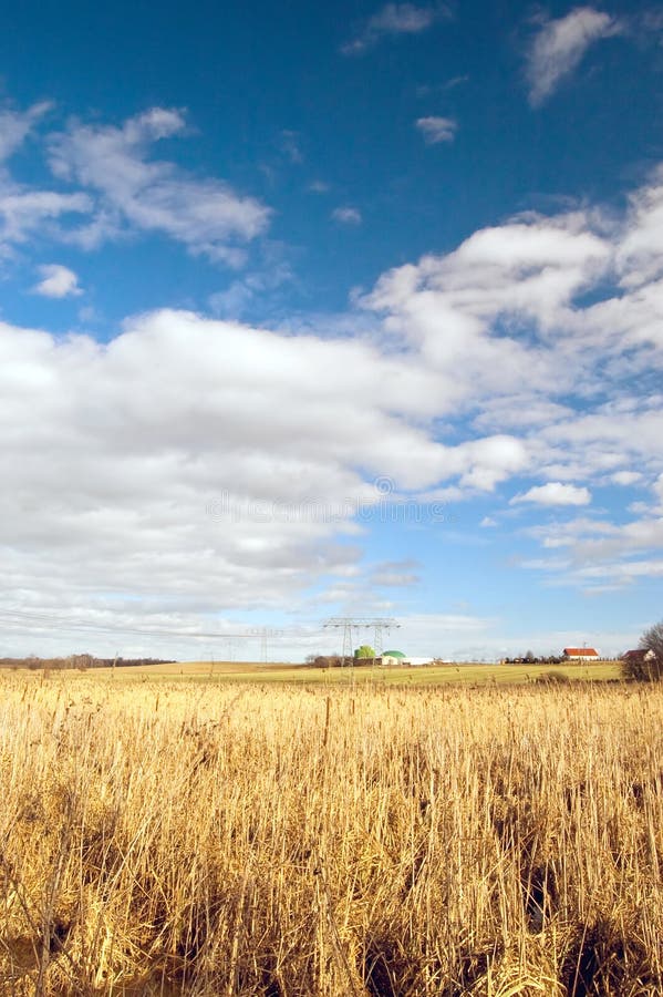 Yellow reed stock photo. Image of sight, masts, farmland - 13433812