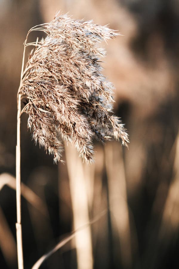 Yellow Dry Reed, on the Shore of a Frozen Lake, Autumn Landscape, Drone ...