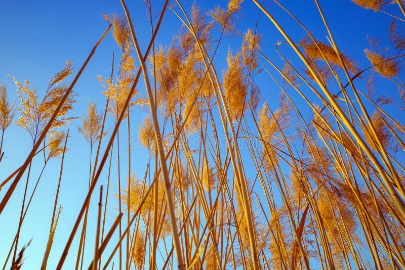 Reed in autumn stock photo. Image of fish, fall, season - 265480986