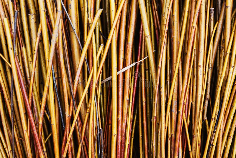 Yellow Reed Sticks stock image. Image of branch, nature - 141019487