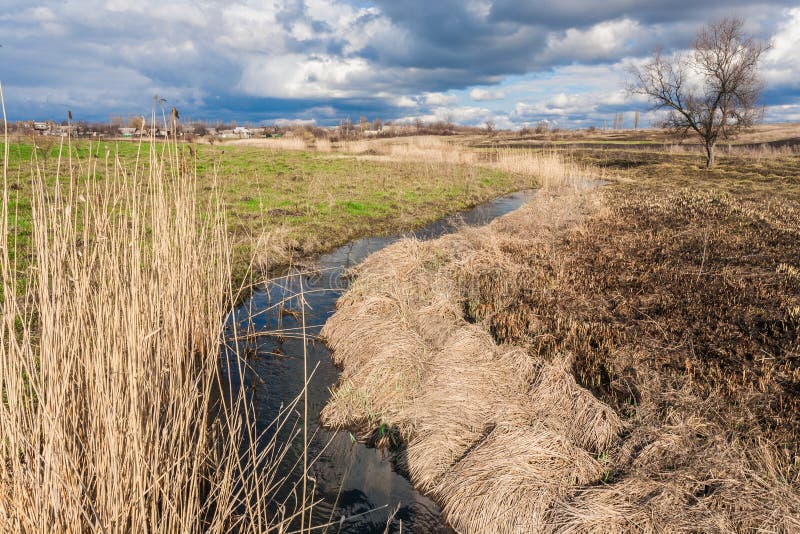 Yellow Reeds Along a Small Creek Stock Image - Image of plant ...