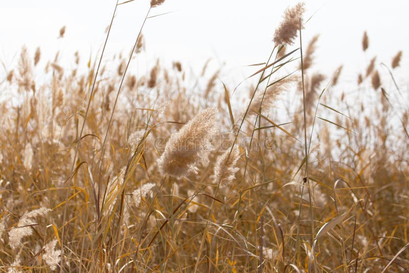Yellow Reeds in Nature in Autumn Stock Image - Image of meadow, crop ...