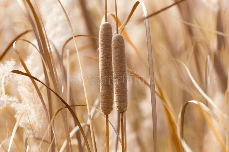 Yellow Reeds in Nature in Autumn Stock Photo - Image of fluffy, macro ...