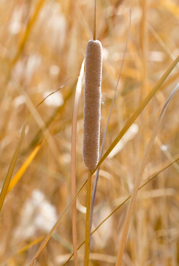 Yellow Reeds in Nature in Autumn Stock Image - Image of macro, nonurban ...