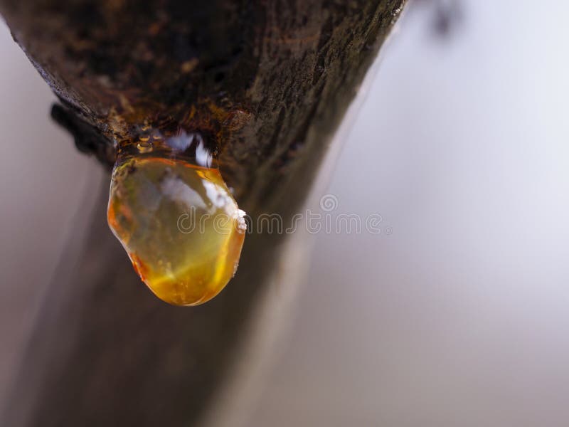 Yellow Resin on a Cherry Tree Stock Image - Image of like, gold: 183210425