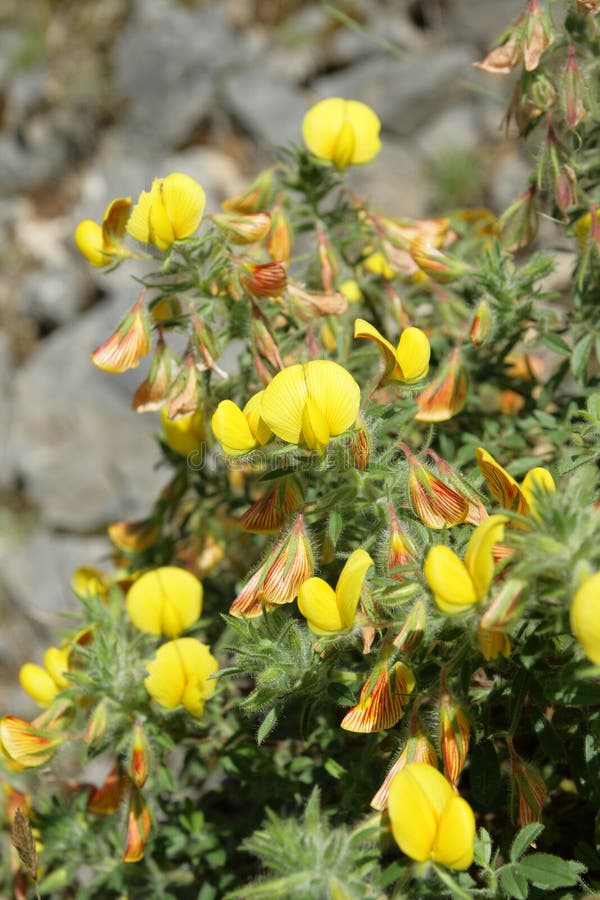 Yellow Restharrow stock image. Image of pyrenees, flowering - 85854627