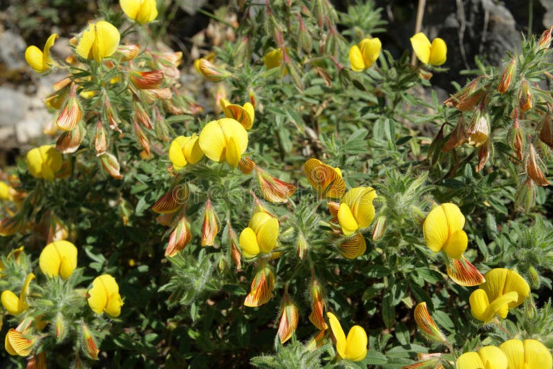 Yellow Restharrow stock photo. Image of flower, yellow - 85920546
