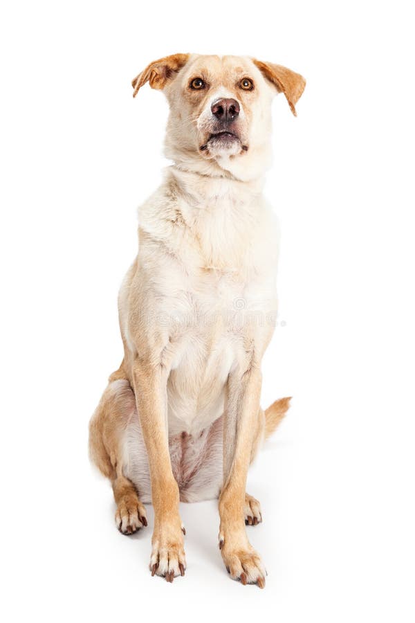 Yellow Lab Sitting Down stock image. Image of rescue - 14768813