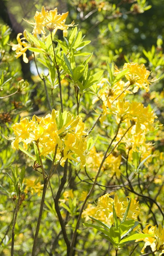 Yellow rhododendron stock photo. Image of nature, blossom - 34521712