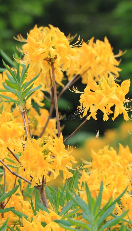 Yellow Rhododendron, Close Up Stock Photo - Image of blacksea, yellow ...