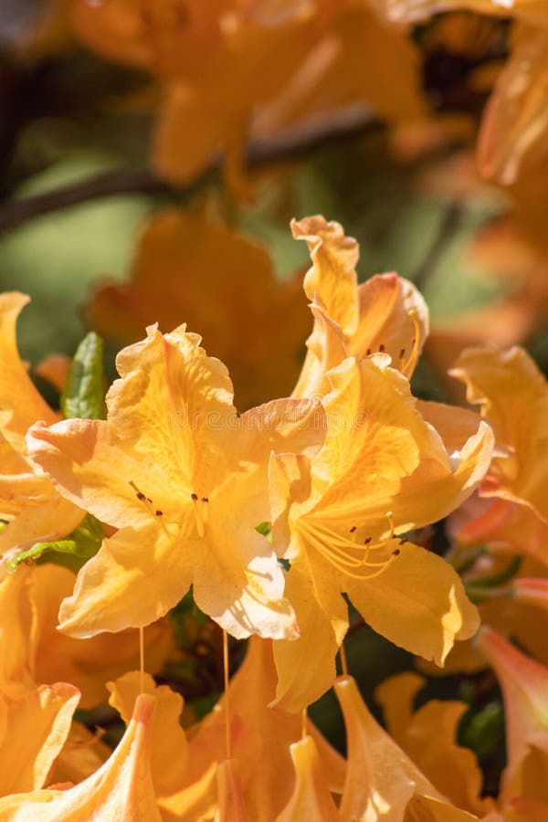 Yellow Rhododendron Flowers Stock Photo - Image of plant, color: 278346050