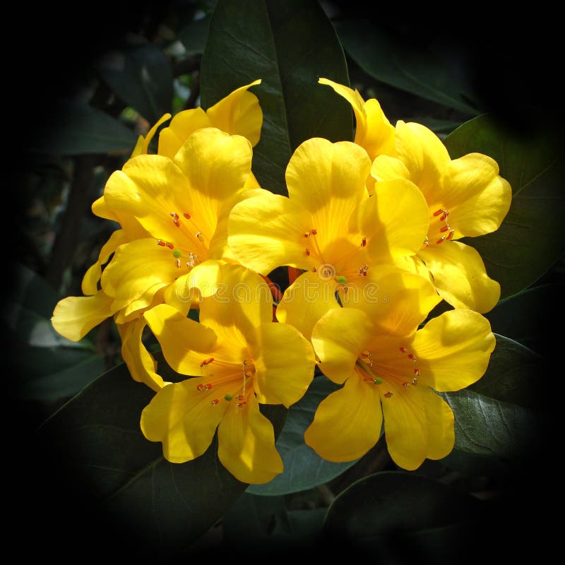 Yellow rhododendron blooms stock photo. Image of seasonal - 243567318