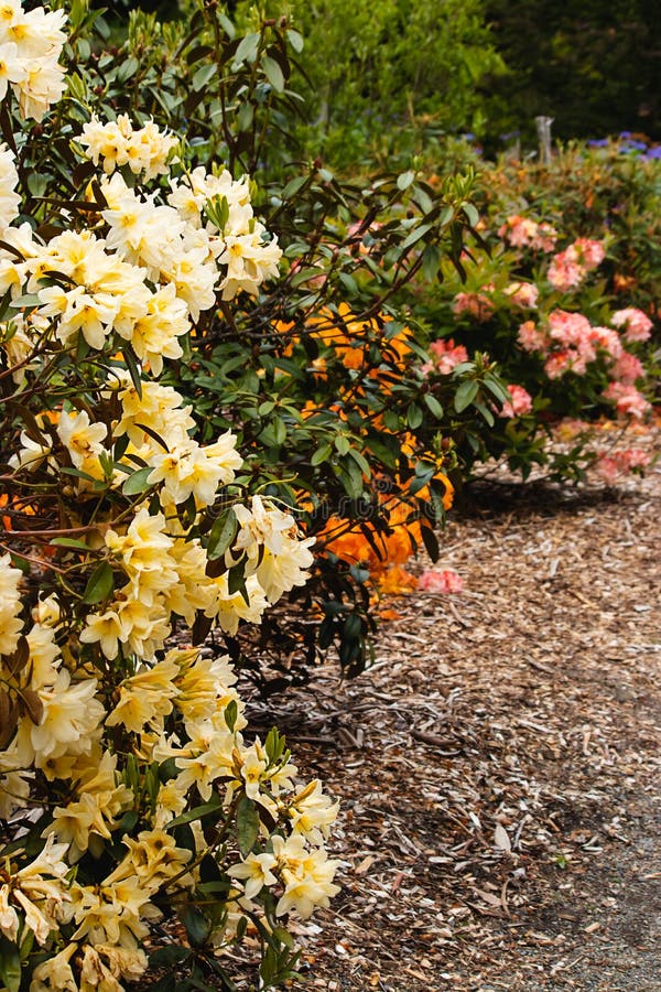 Yellow Rhododendron in Springtime with Open Blooms Stock Image - Image ...