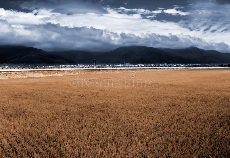 Yellow rice background stock photo. Image of food, foliage - 9135716