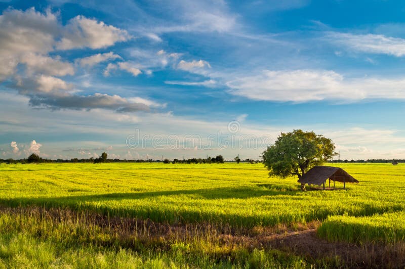 Yellow rice field stock photo. Image of place, land, countryside - 27235734