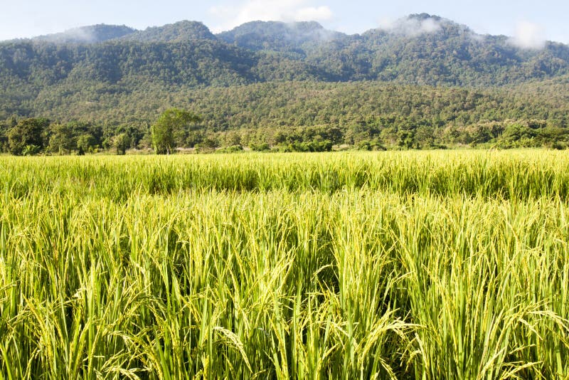 Yellow Rice Field in Chiang Mai. Stock Photo - Image of gold, paddy ...