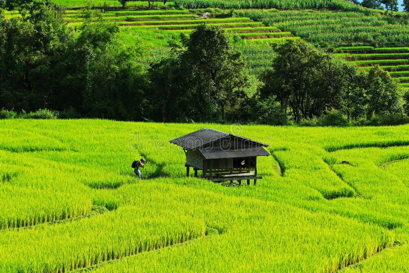 Yellow Rice Field stock photo. Image of east, green, field - 34603416