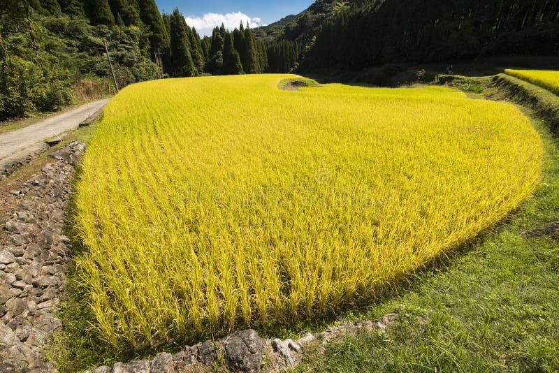 Yellow rice field stock image. Image of grain, agriculture - 36740689