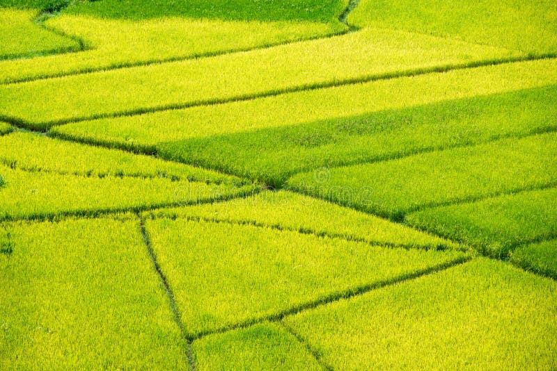 Yellow rice field stock photo. Image of plant, agriculture - 91702918