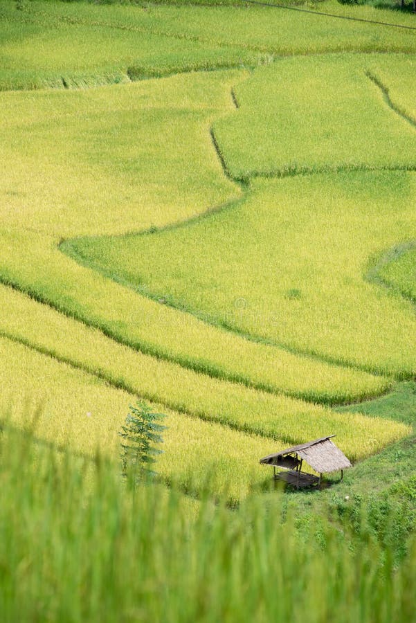 Yellow rice field stock photo. Image of rural, outdoor - 91702570